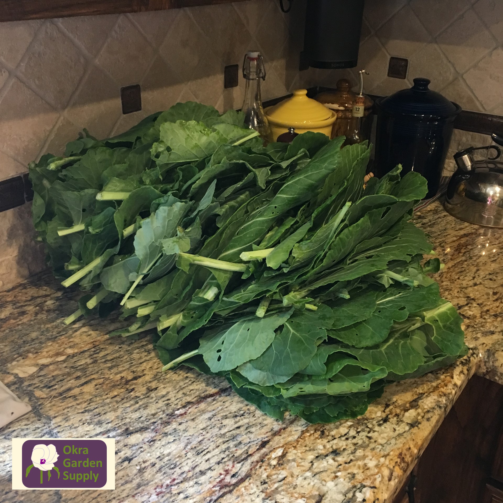 Collard Greens: Garden to Freezer – Okra Garden Supply